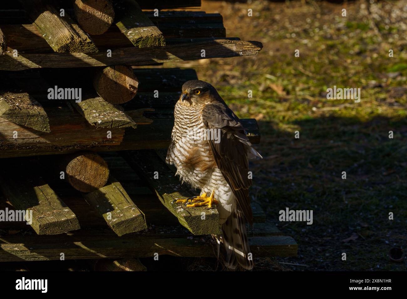Accipiter nisus Family Accipitridae Genus Accipiter Eurasian ...