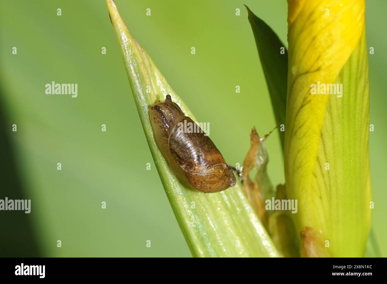 Pfeiffer's amber snail Oxyloma elegans or Oxyloma sarsii. Family ...