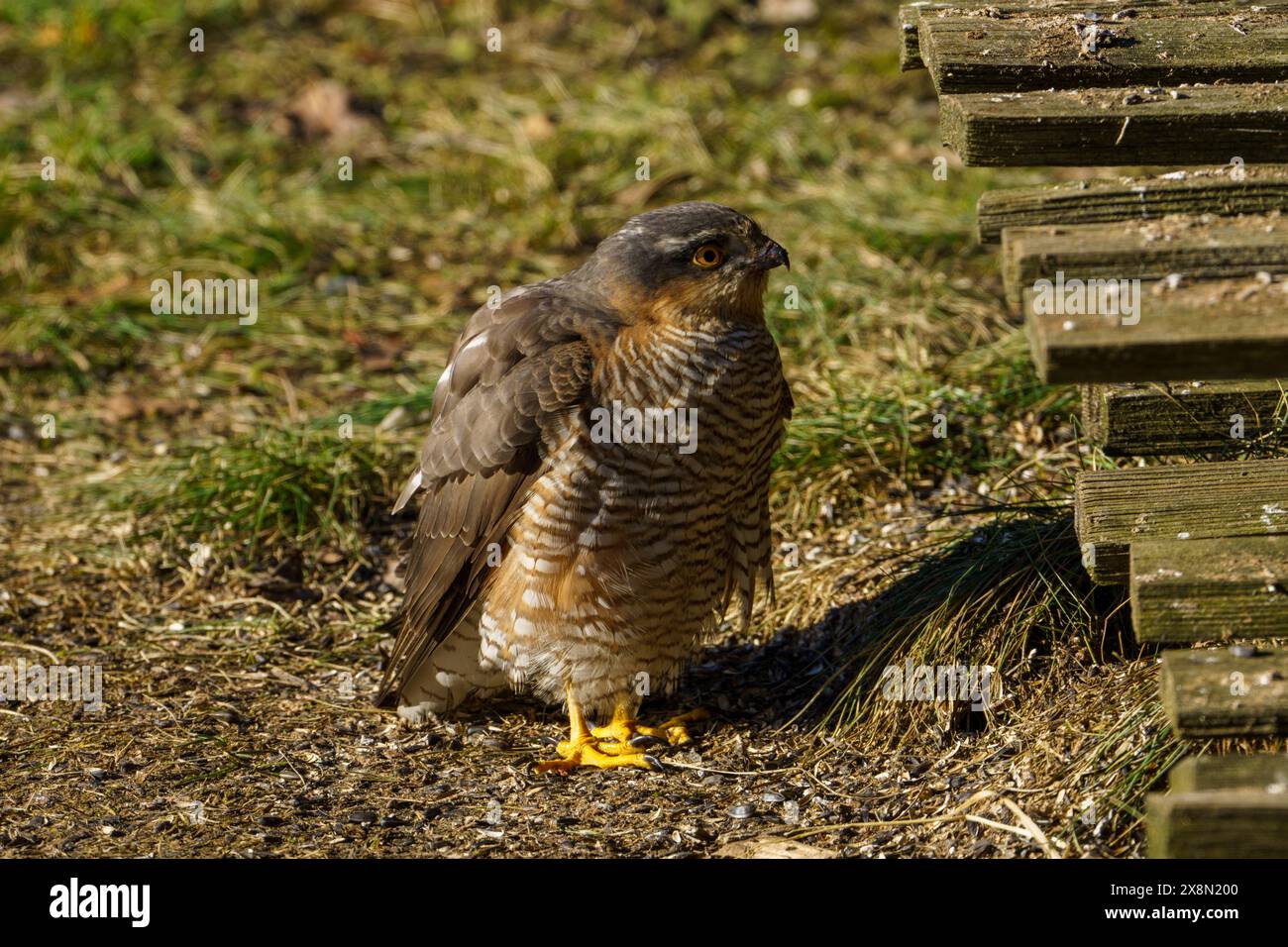 Accipiter nisus Family Accipitridae Genus Accipiter Eurasian ...