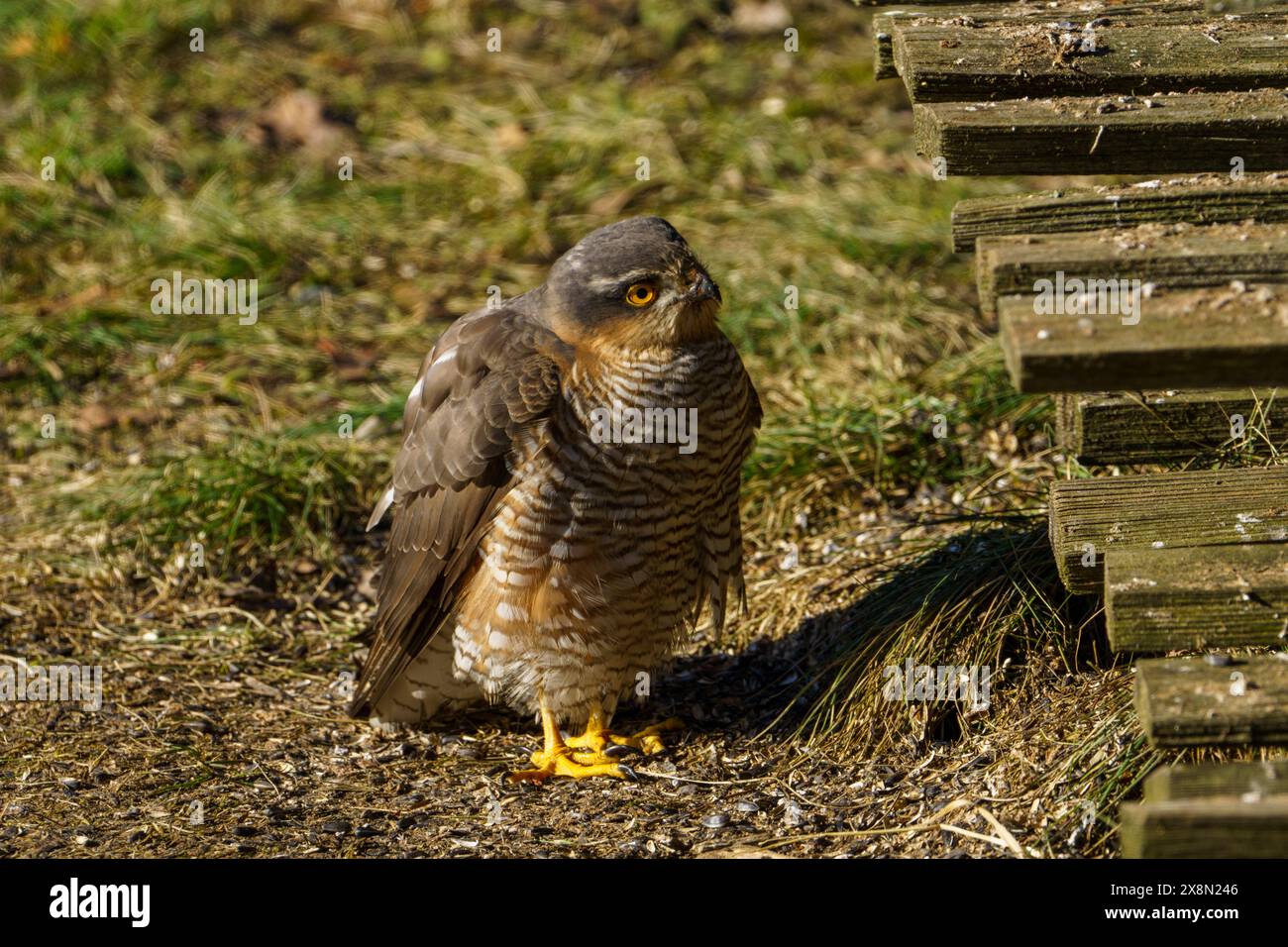 Accipiter nisus Family Accipitridae Genus Accipiter Eurasian ...