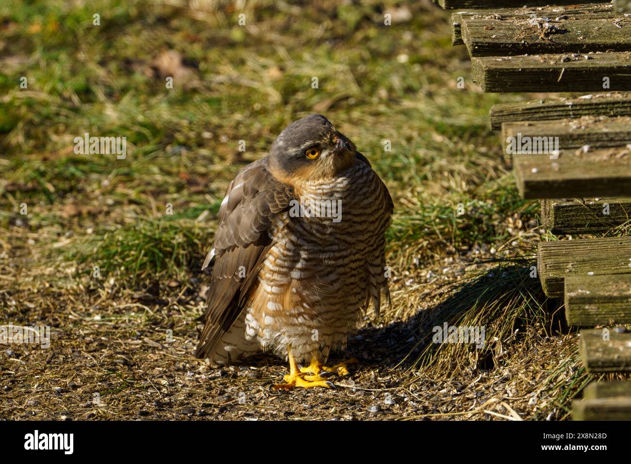 Accipiter nisus Family Accipitridae Genus Accipiter Eurasian ...
