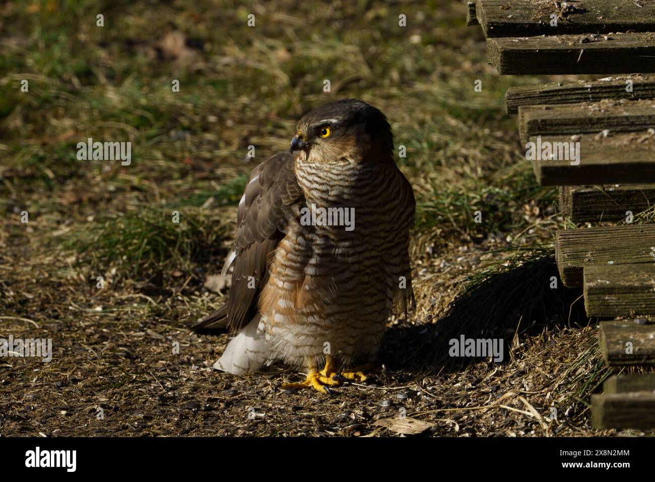 Accipiter nisus Family Accipitridae Genus Accipiter Eurasian ...