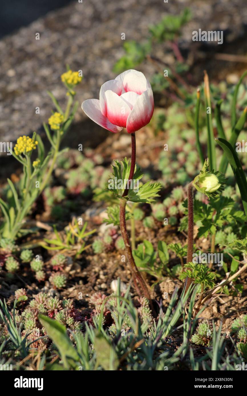 Bicolor Anemone perennial flowering plant with fully open blooming ...