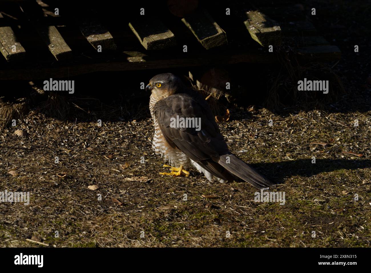 Accipiter nisus Family Accipitridae Genus Accipiter Eurasian ...