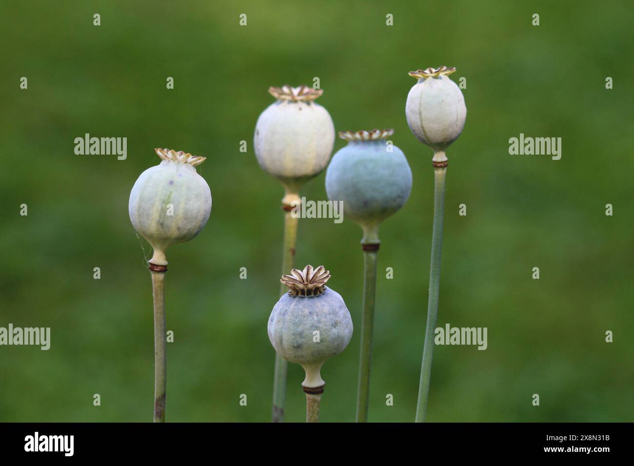 Hairless stem hi-res stock photography and images - Alamy