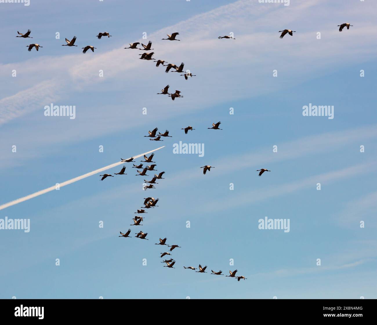 Common cranes flying breeding hi-res stock photography and images - Alamy