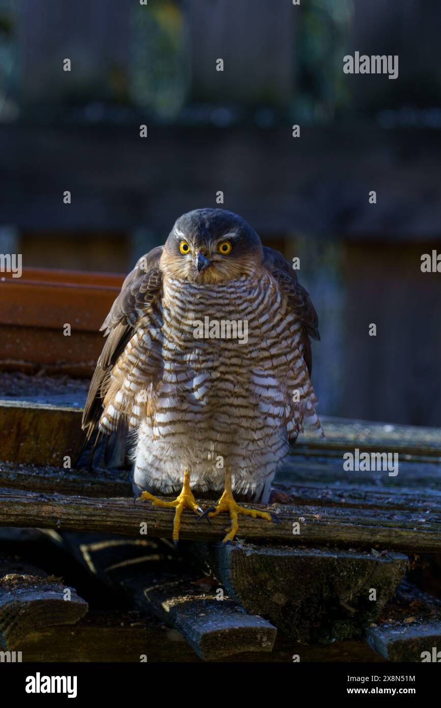 Accipiter nisus Family Accipitridae Genus Accipiter Eurasian ...