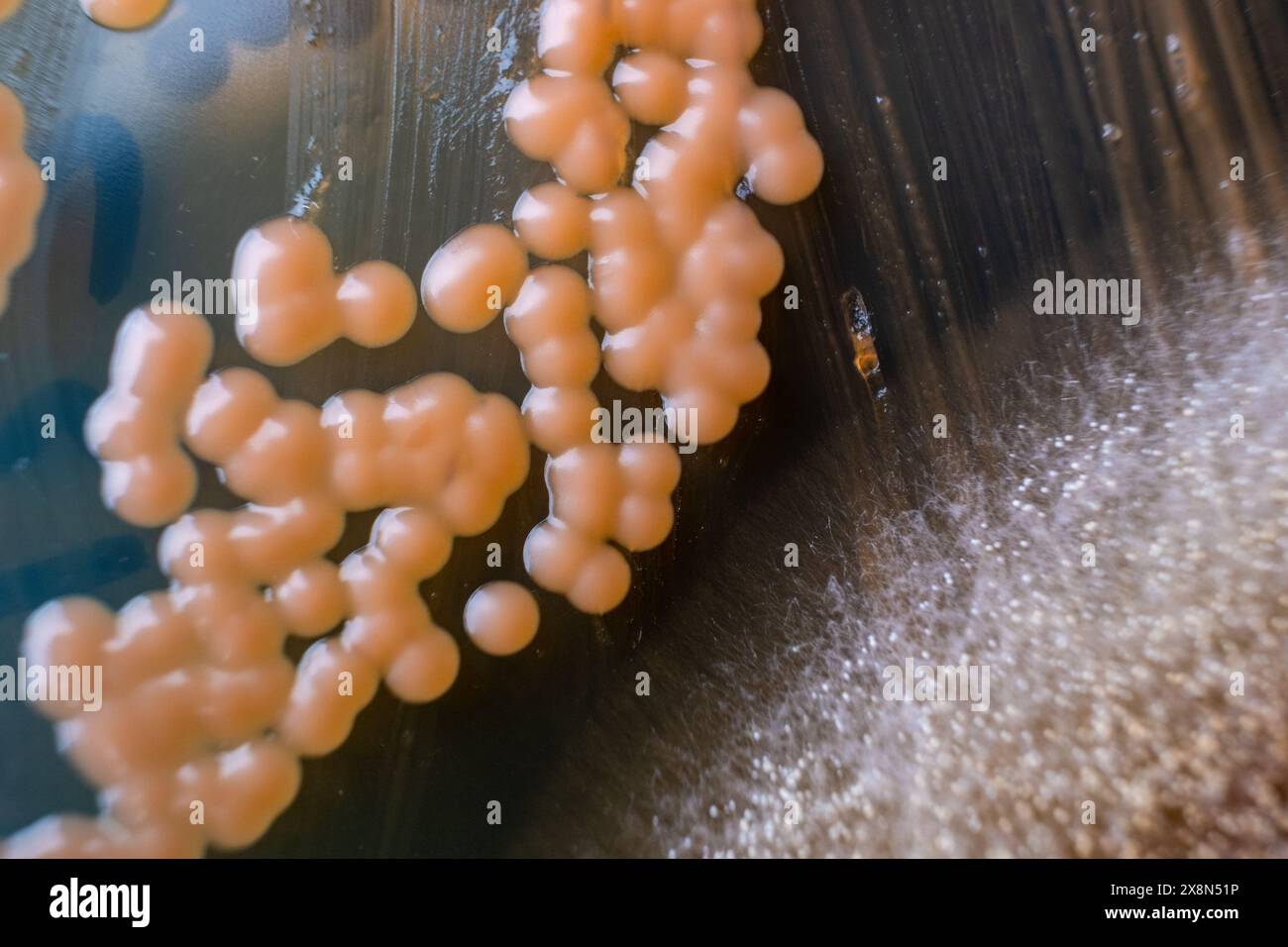 closeup photo of fungi mold grown on agar Stock Photo - Alamy