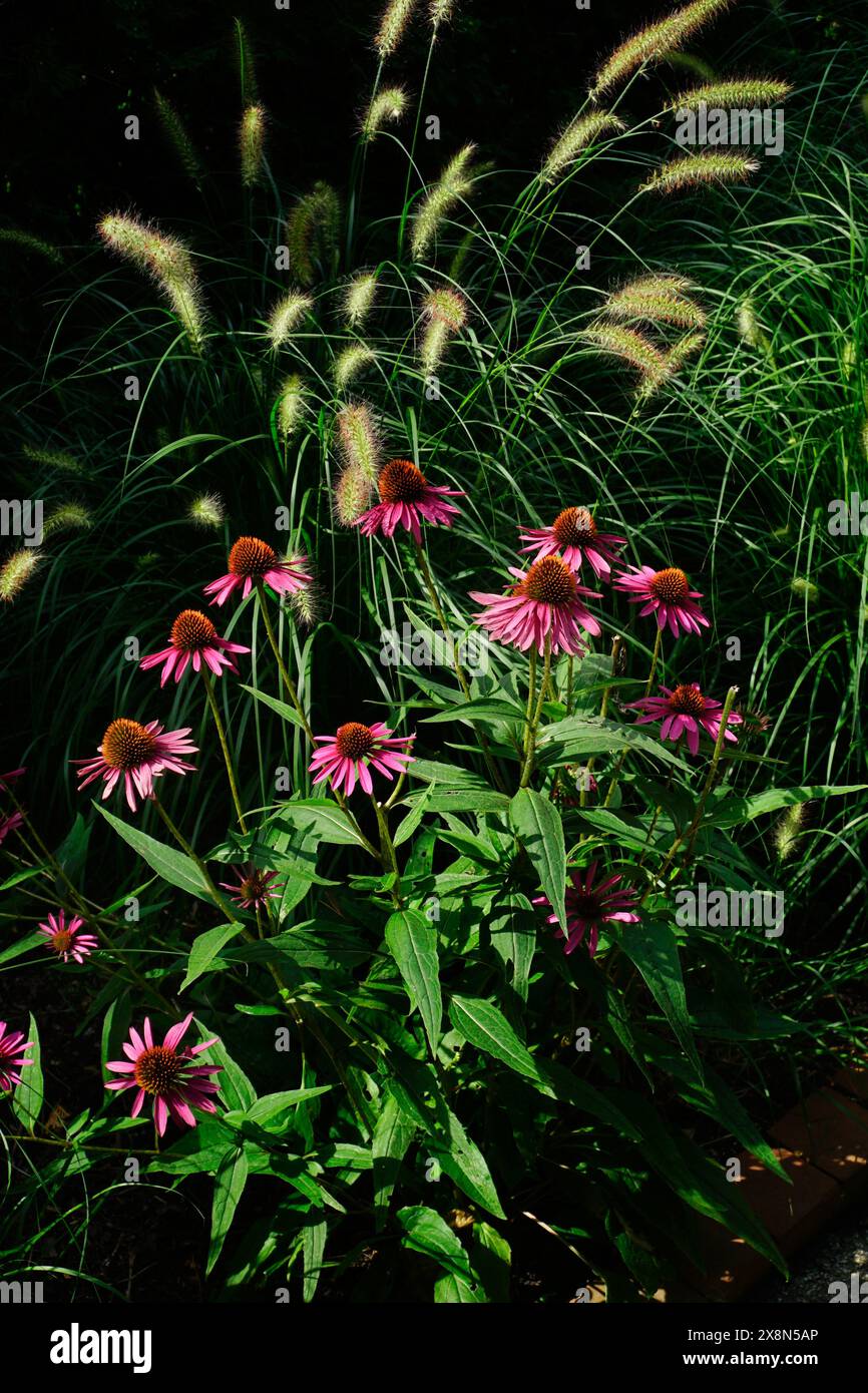 Echinachea; flowers, Chicago Botanic Garden in Northbrook, Illinois ...