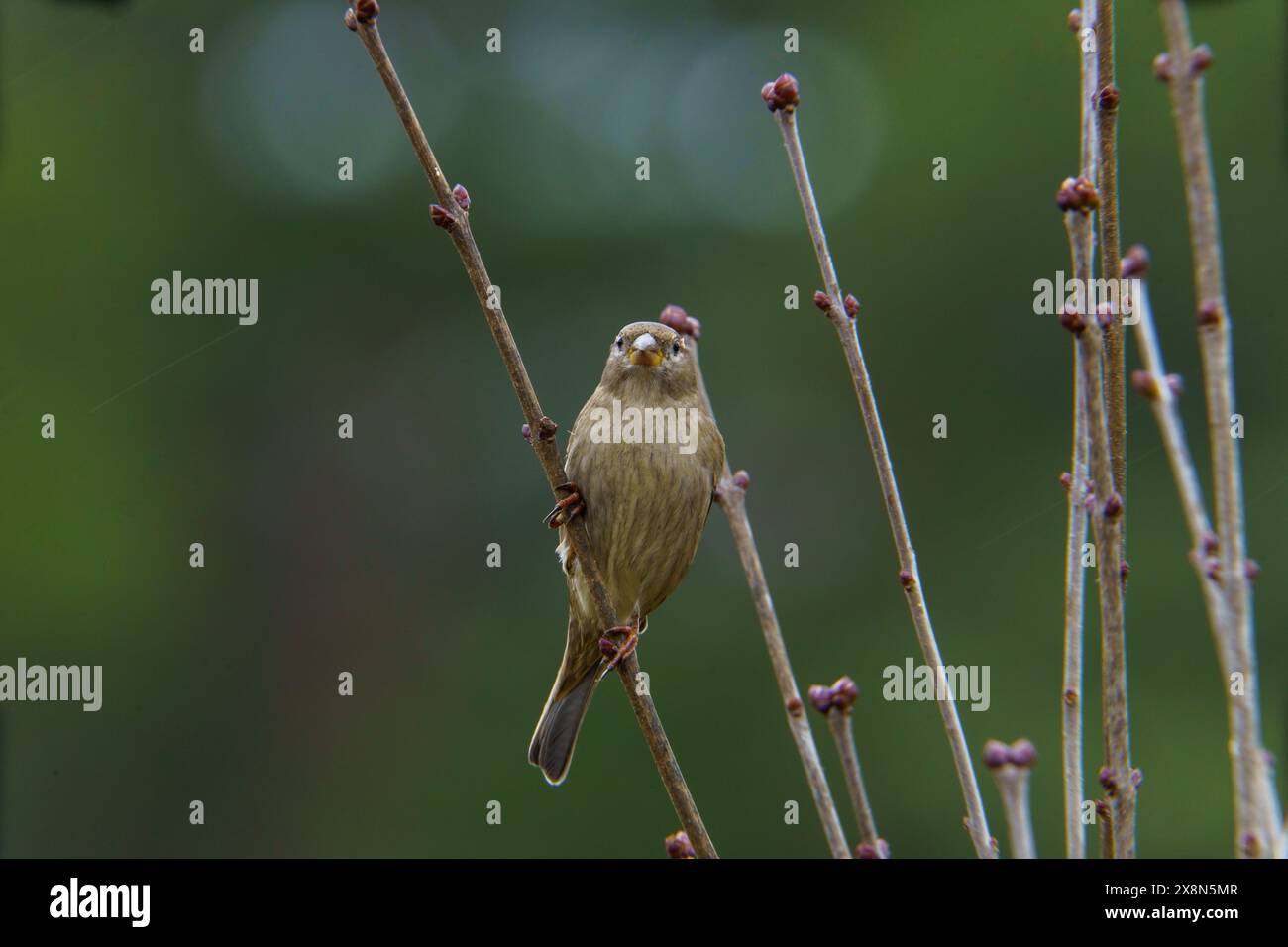 Passer domesticus Family Passeridae Genus Passer House sparrow wild ...