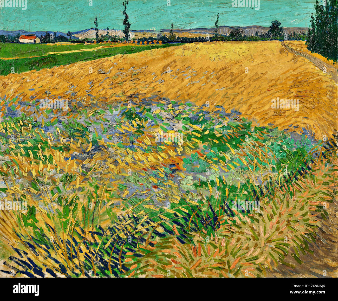 Wheatfield, 1888 Gogh, Vincent van Stock Vector Image & Art - Alamy