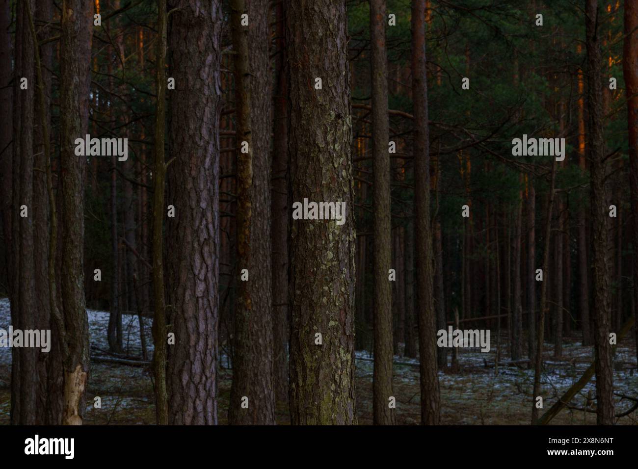 Pine tree in Dzūkija National Park, Lithuania Stock Photo - Alamy
