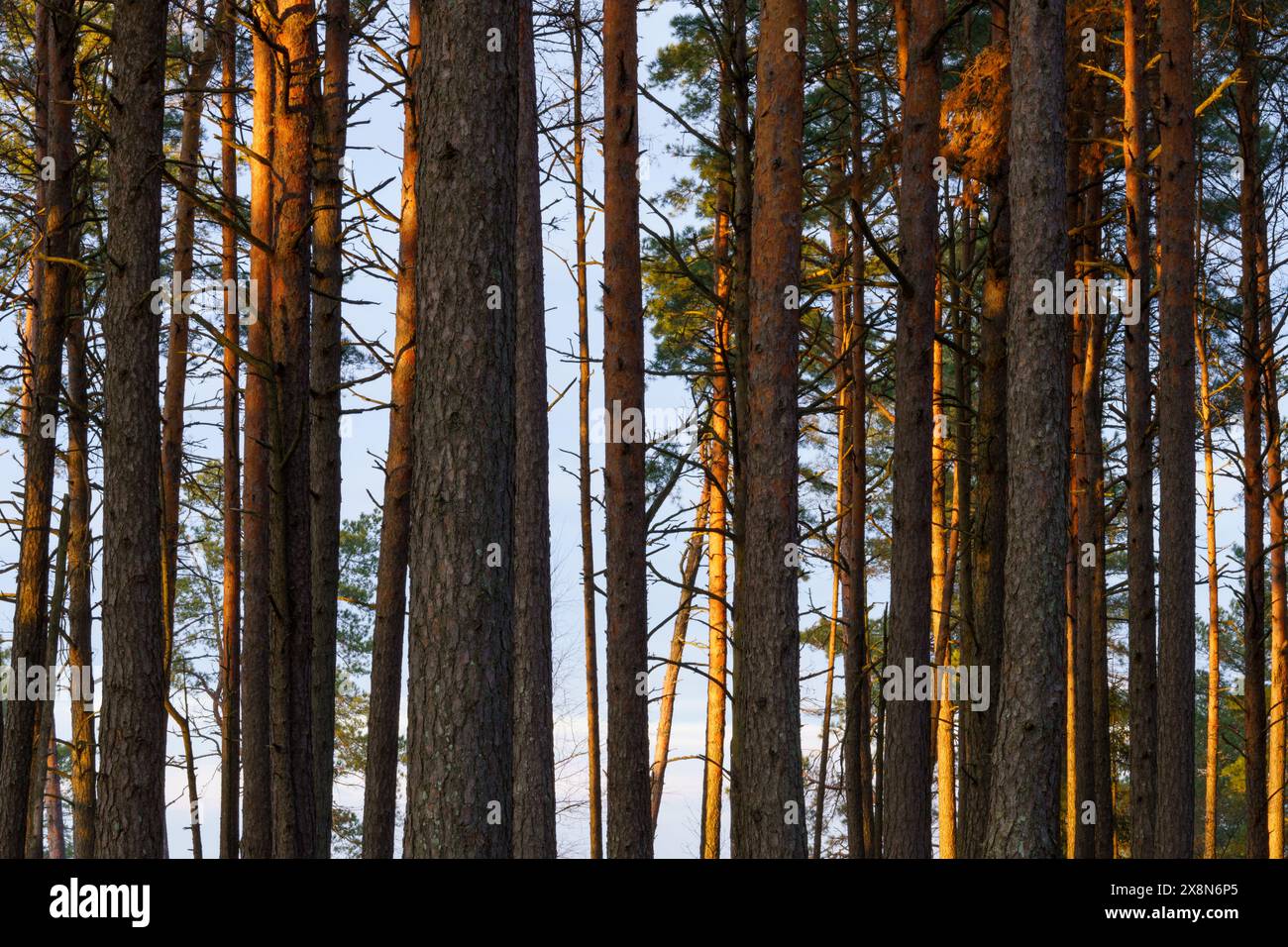Pine tree in Dzūkija National Park, Lithuania Stock Photo - Alamy