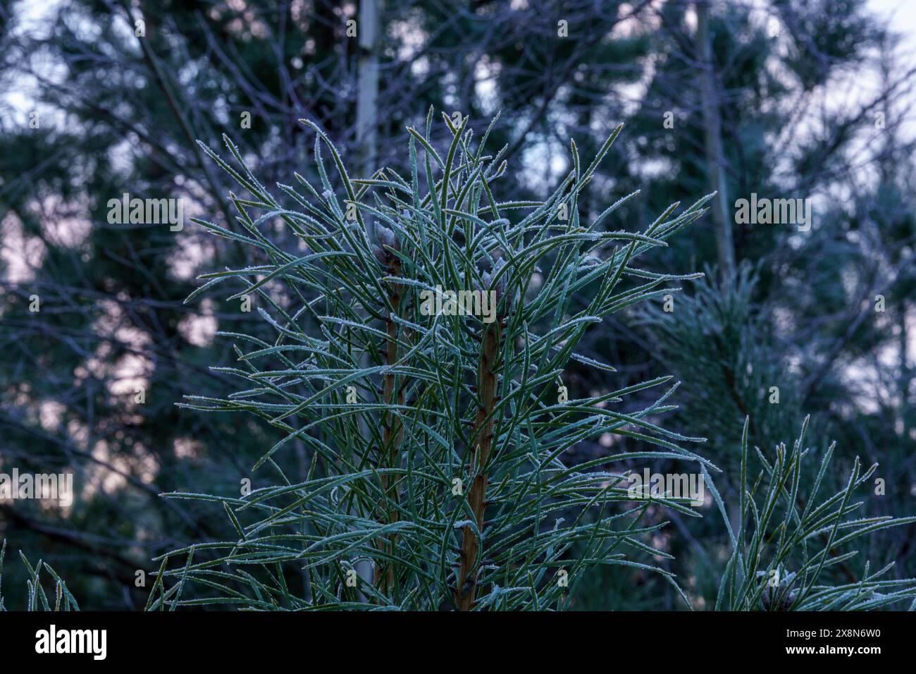 Pine tree in Dzūkija National Park, Lithuania Stock Photo - Alamy