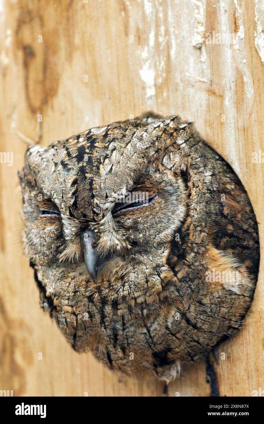 The Sunda Scops Owl, native to Southeast Asia, preys on insects and ...