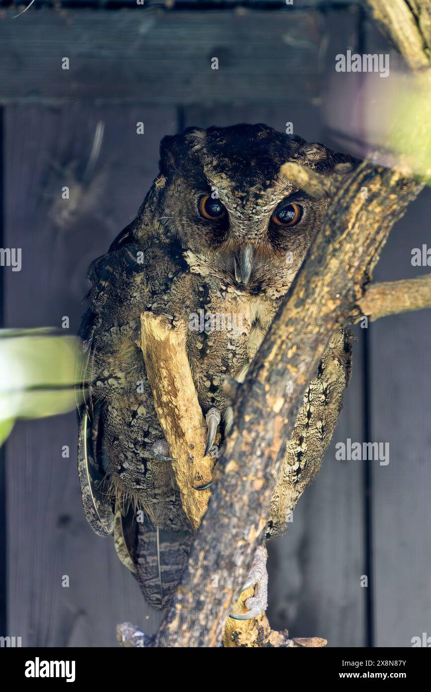 The Sunda Scops Owl, native to Southeast Asia, preys on insects and ...