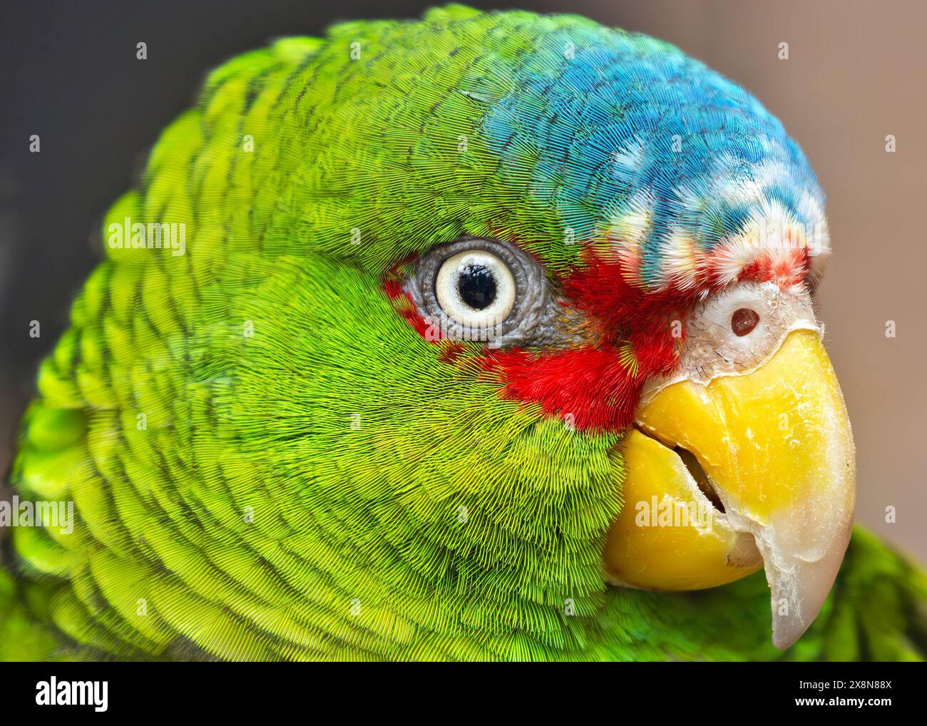 The White-fronted Amazon, native to Central America, feeds on fruits ...