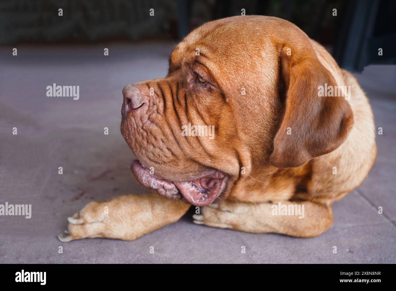Lazy dog sleeping on the floor Stock Photo - Alamy