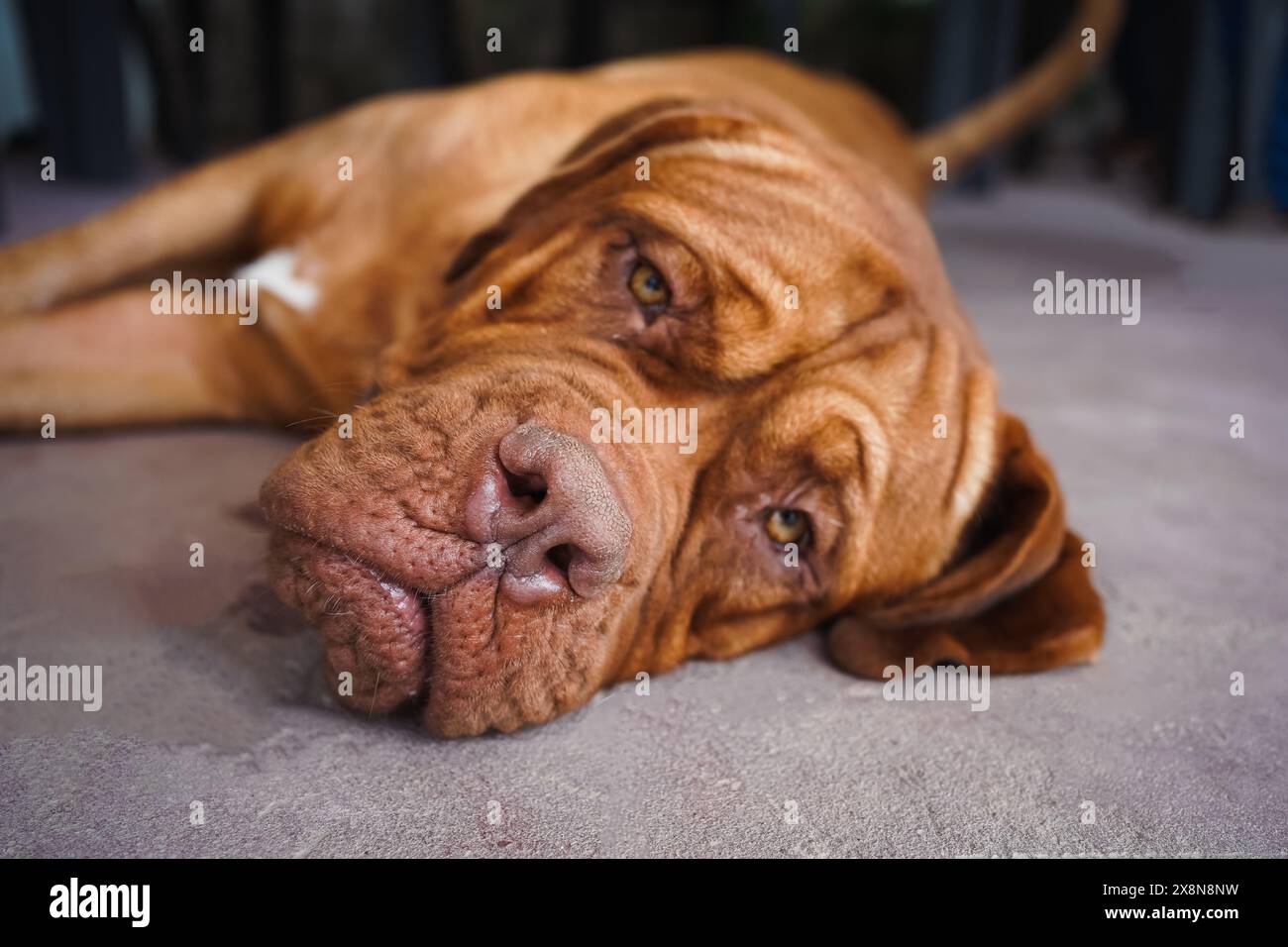 Dog sleepy hi-res stock photography and images - Alamy
