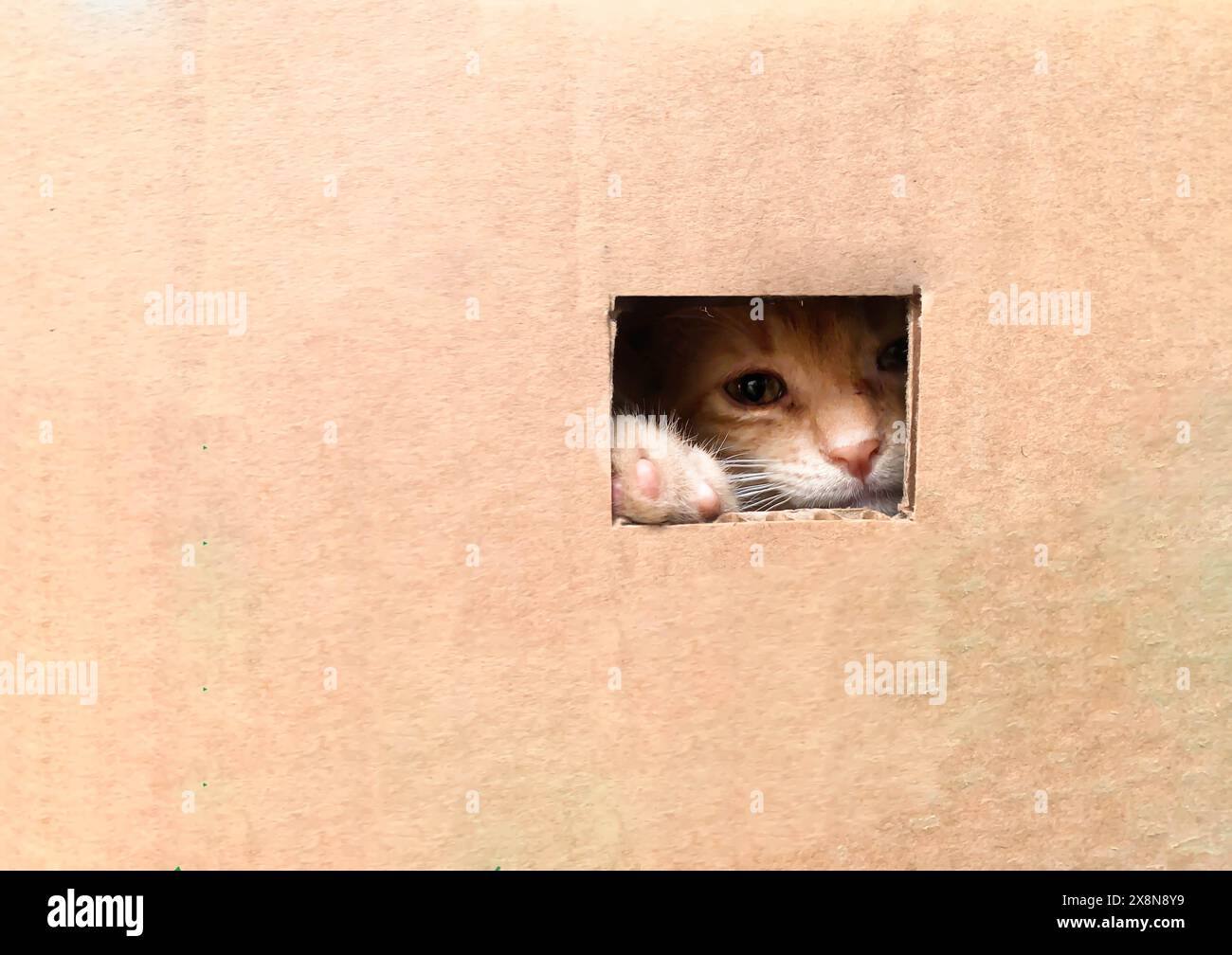 Poor and sad kitten in the cardboard box looking through the hole ask ...