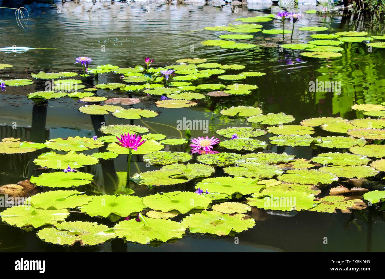 The pond boasts the beauty of blooming water lilies, offering a serene ...