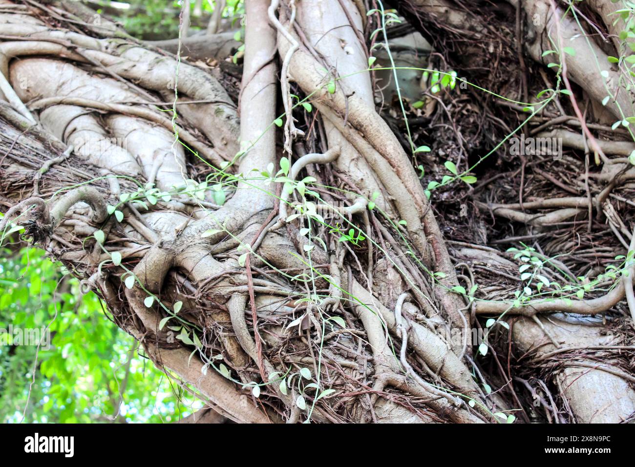 Lush and intricate vines interwoven in a dense forest, creating a ...