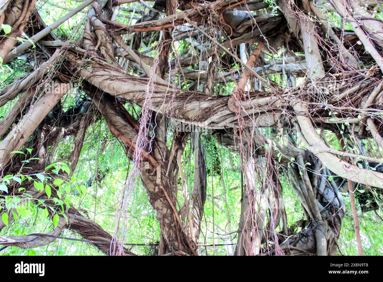 Natures beauty in twisted tree roots and hanging vines, in complex ...