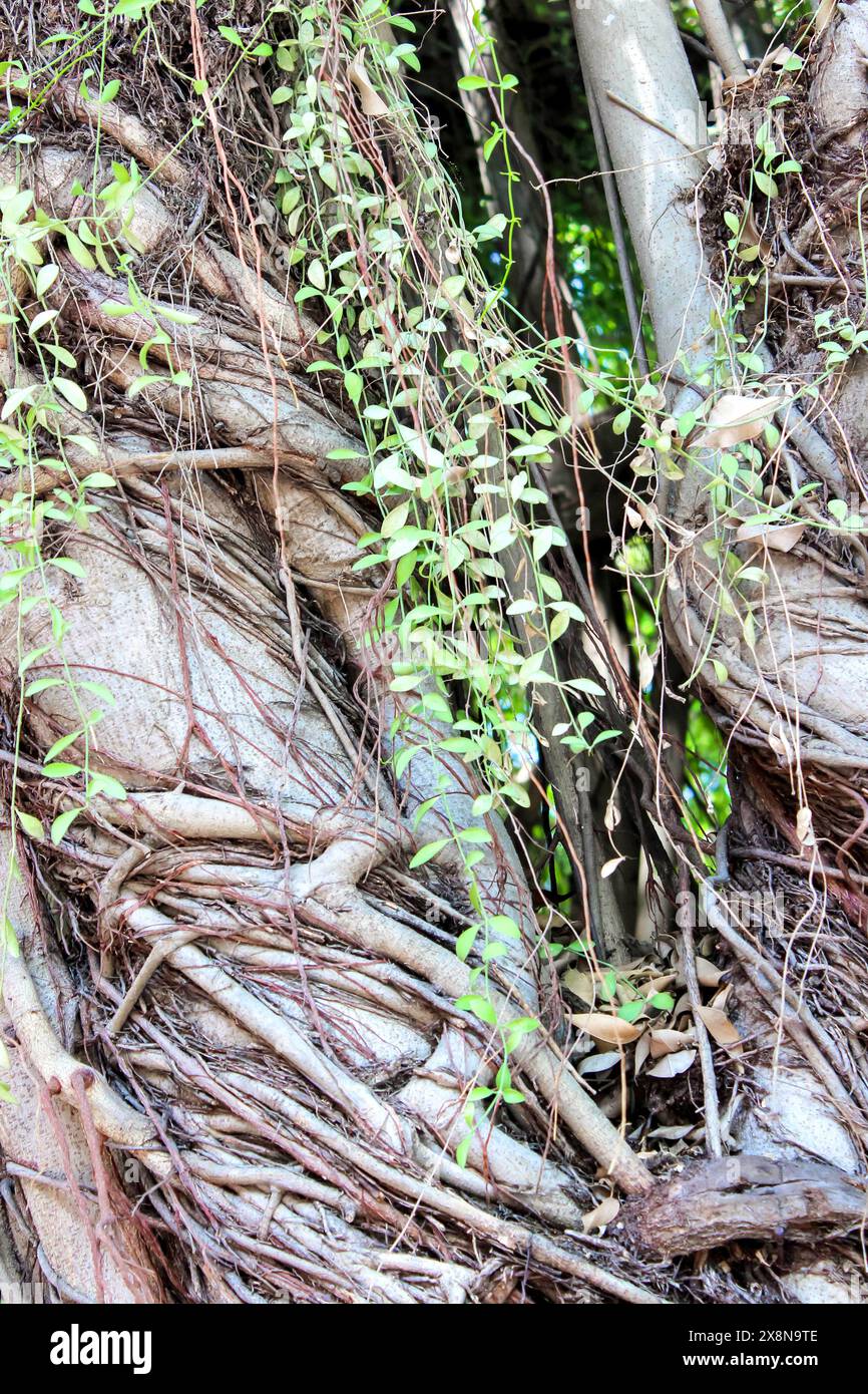 The image shows intertwined tree roots with lush green leaves in a ...