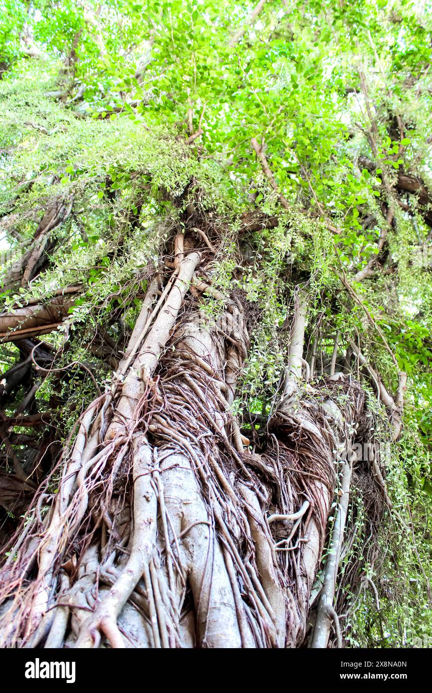 Banyan tree canopy hi-res stock photography and images - Alamy