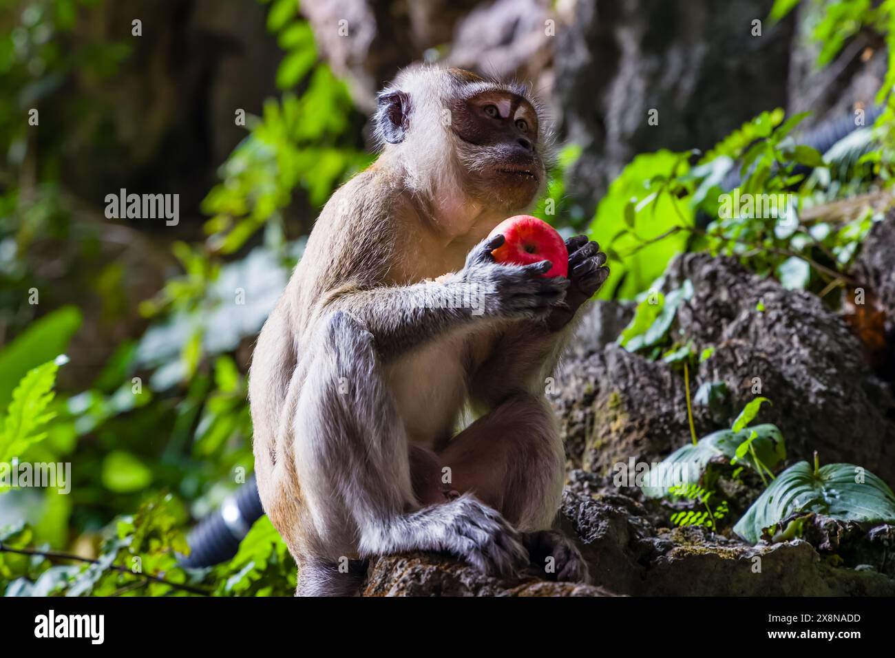 Monkey (long-tailed Macaque) eating an Apple at the Batu Caves in Kuala ...