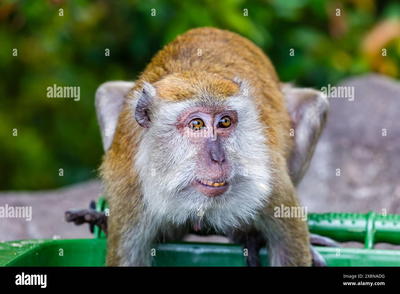 Long tailed Macaque monkey stealing from a garbage container at the ...