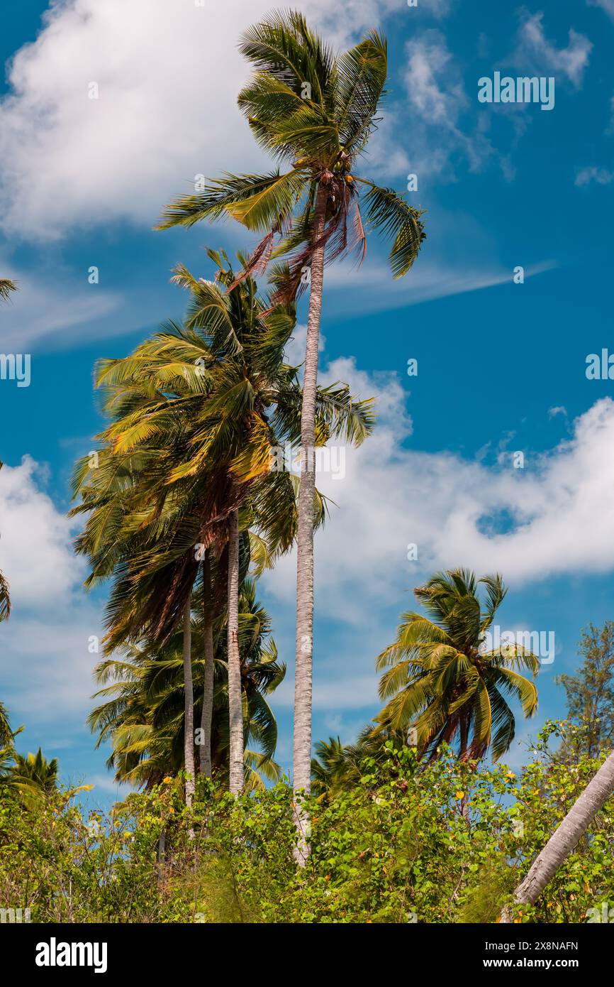 Coconut palm trees swaying in the wind under a blue sky in a tropical climate Stock Photo - Alamy