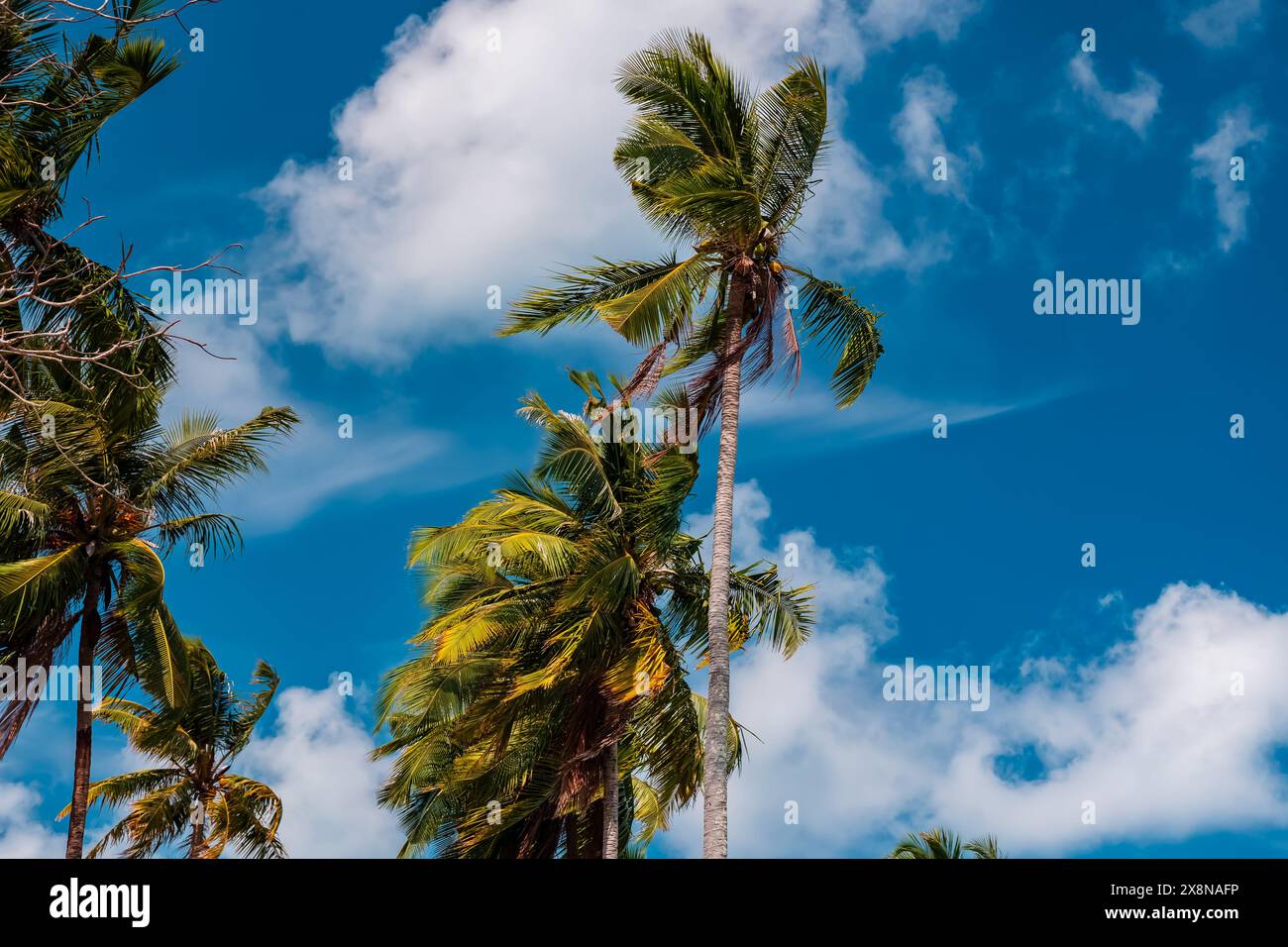 Coconut palm trees swaying in the wind under a blue sky in a tropical climate Stock Photo - Alamy