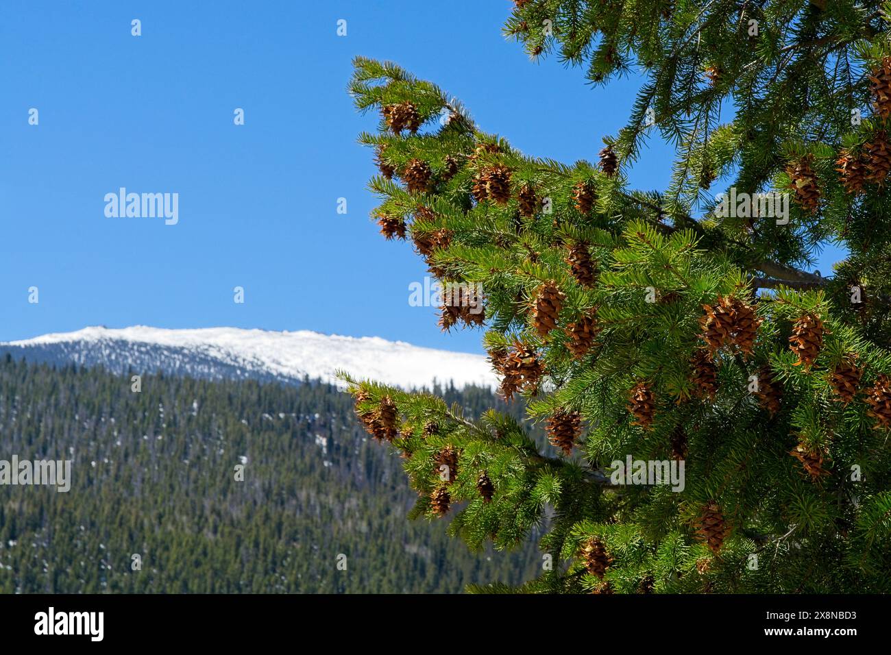 Cone laden Douglas-Fir branches before snow capped mountain peak in ...