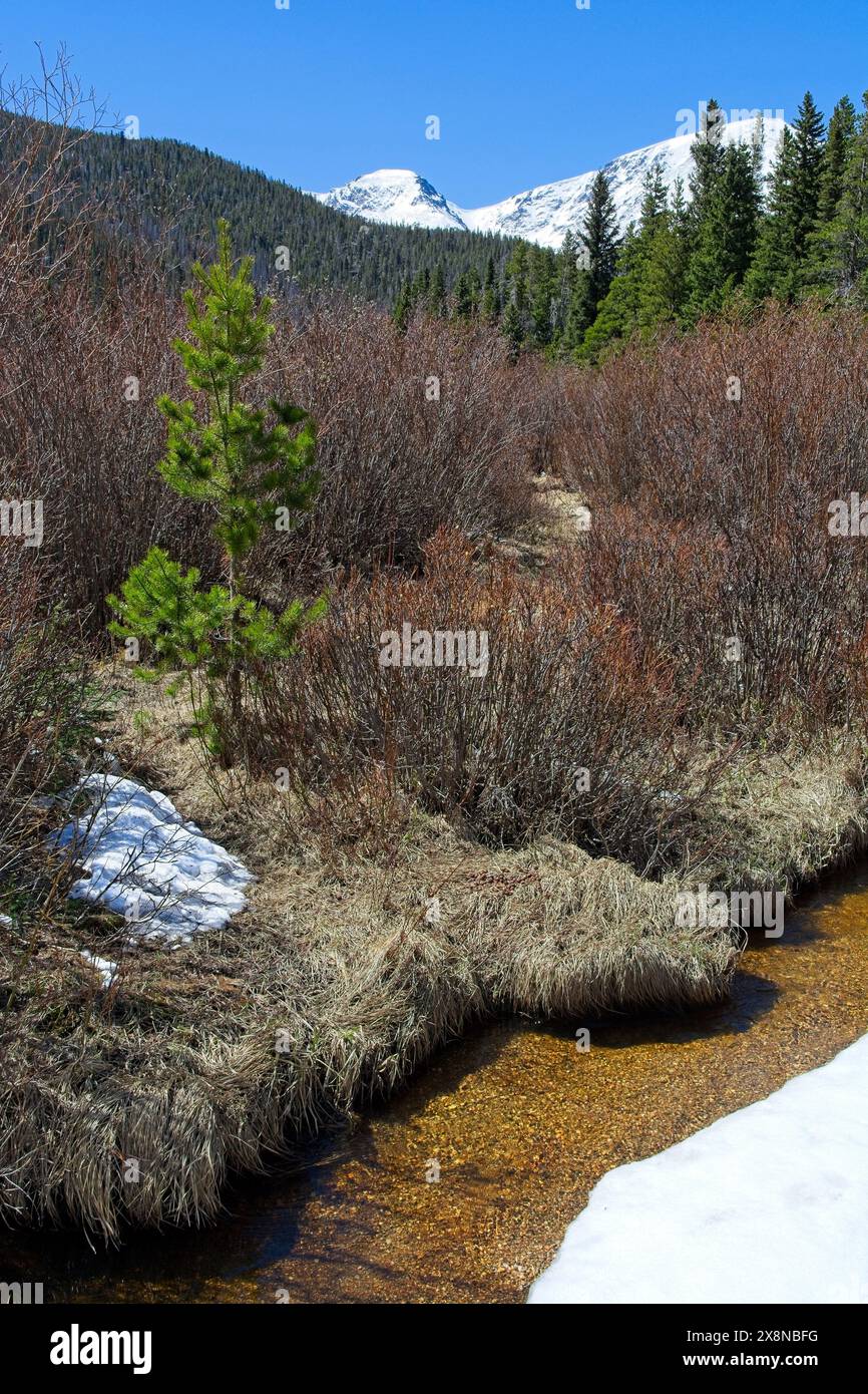 Spring snow melt feeds brook flowing through low land meadow in Rocky ...