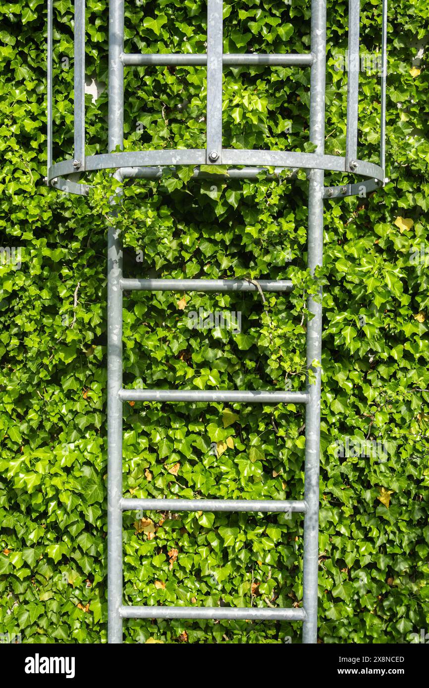Metal ladder with safety cage on outdoor wall, surrounded by dense ...
