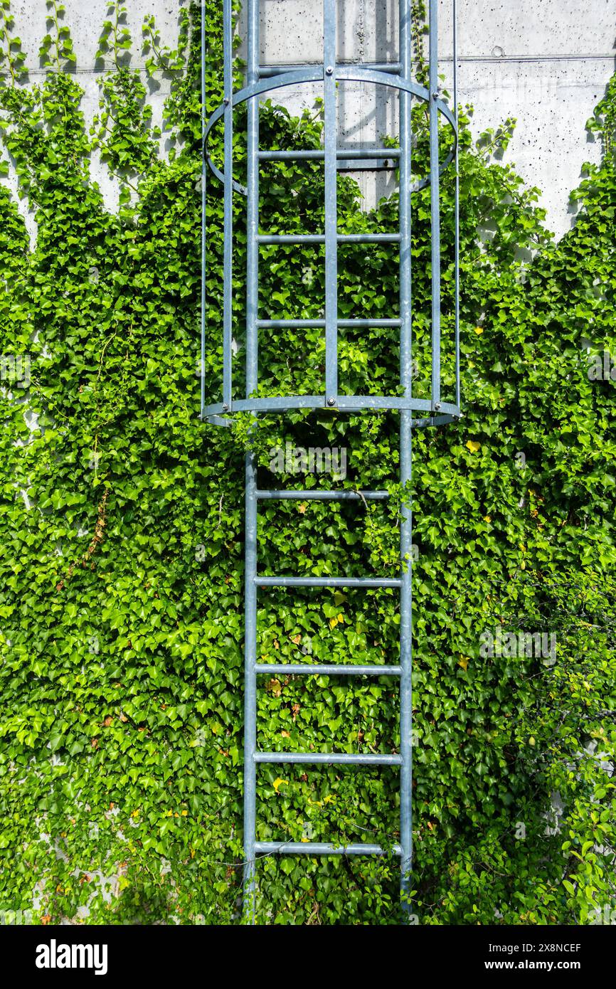Metal ladder with safety cage on outdoor wall, surrounded by dense ...