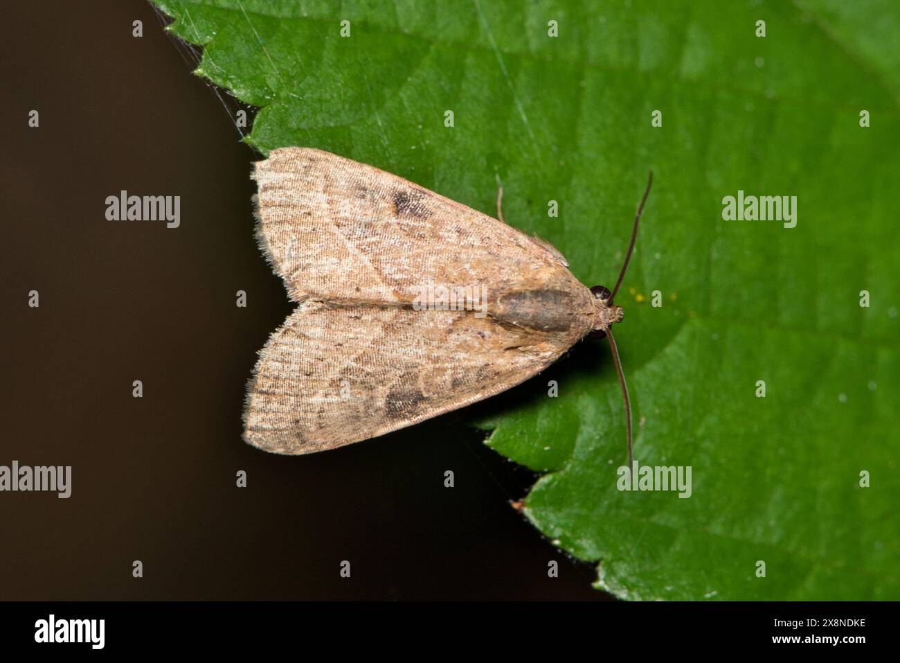 Wedgling Moth (Galgula partita) insect on leaf nature Springtime garden ...