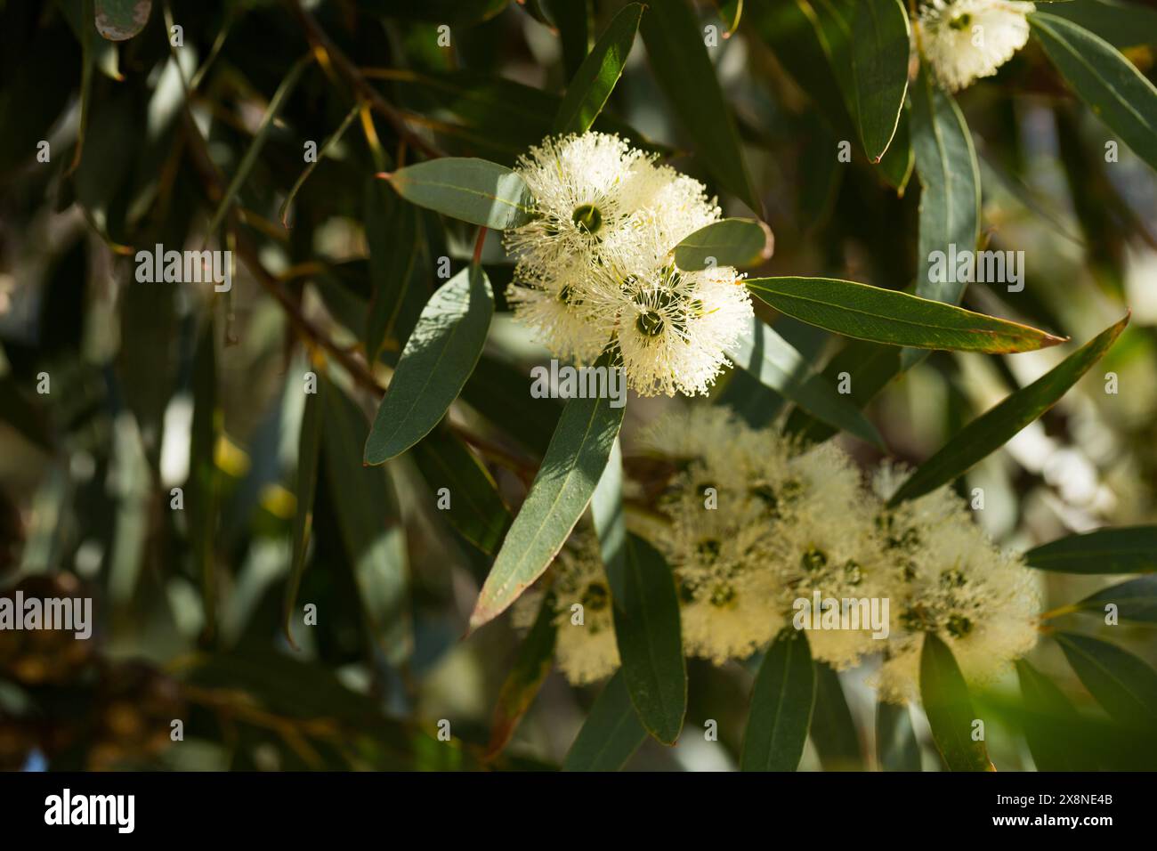 Flowers of eucalypt Stock Photo - Alamy