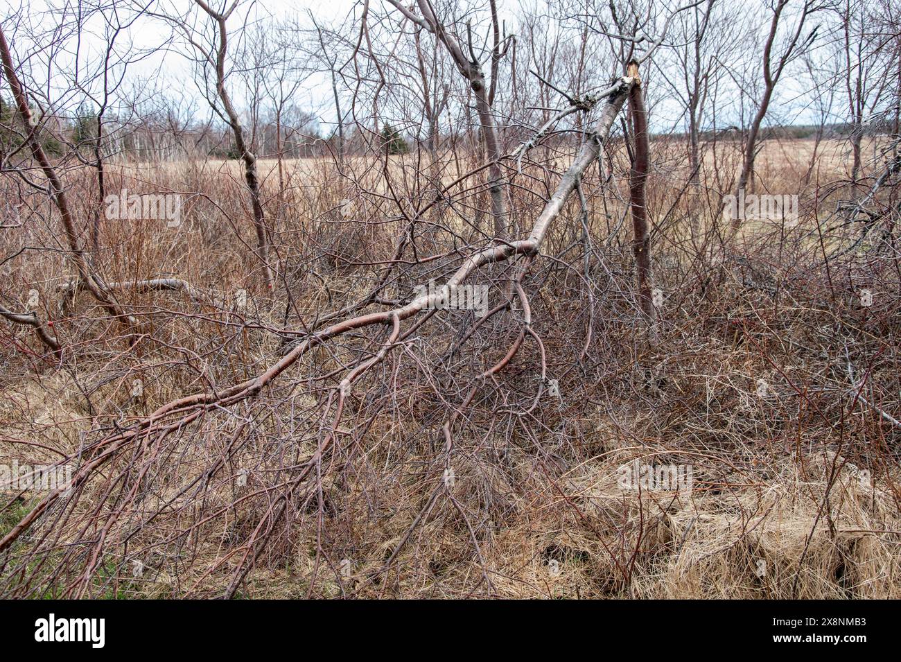 Broken tree branches from ice and wind storms at Greenwich National ...