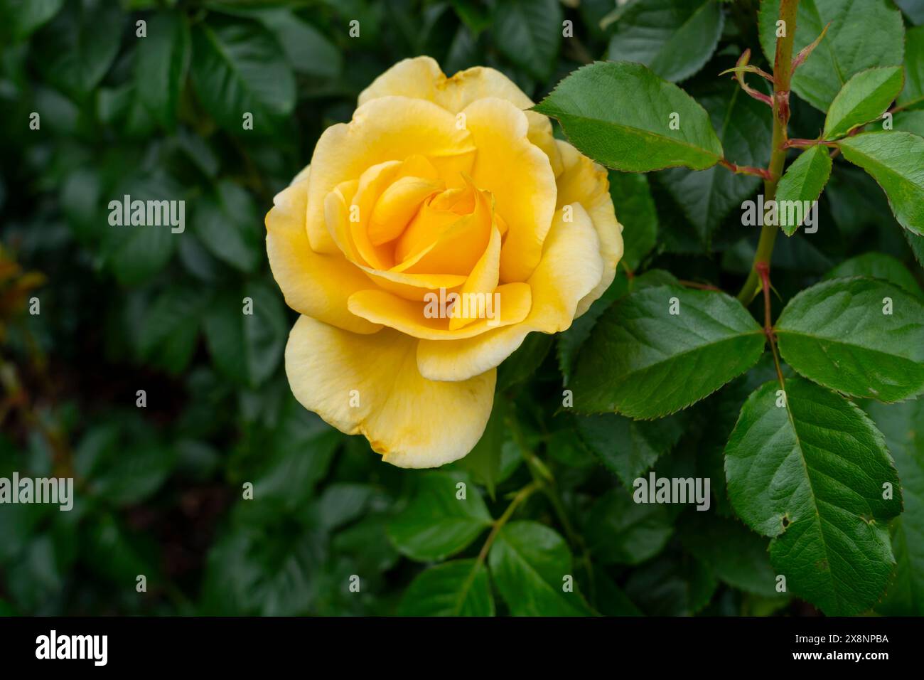 A Sunshine Daydream Rose flower growing in the garden. United States ...