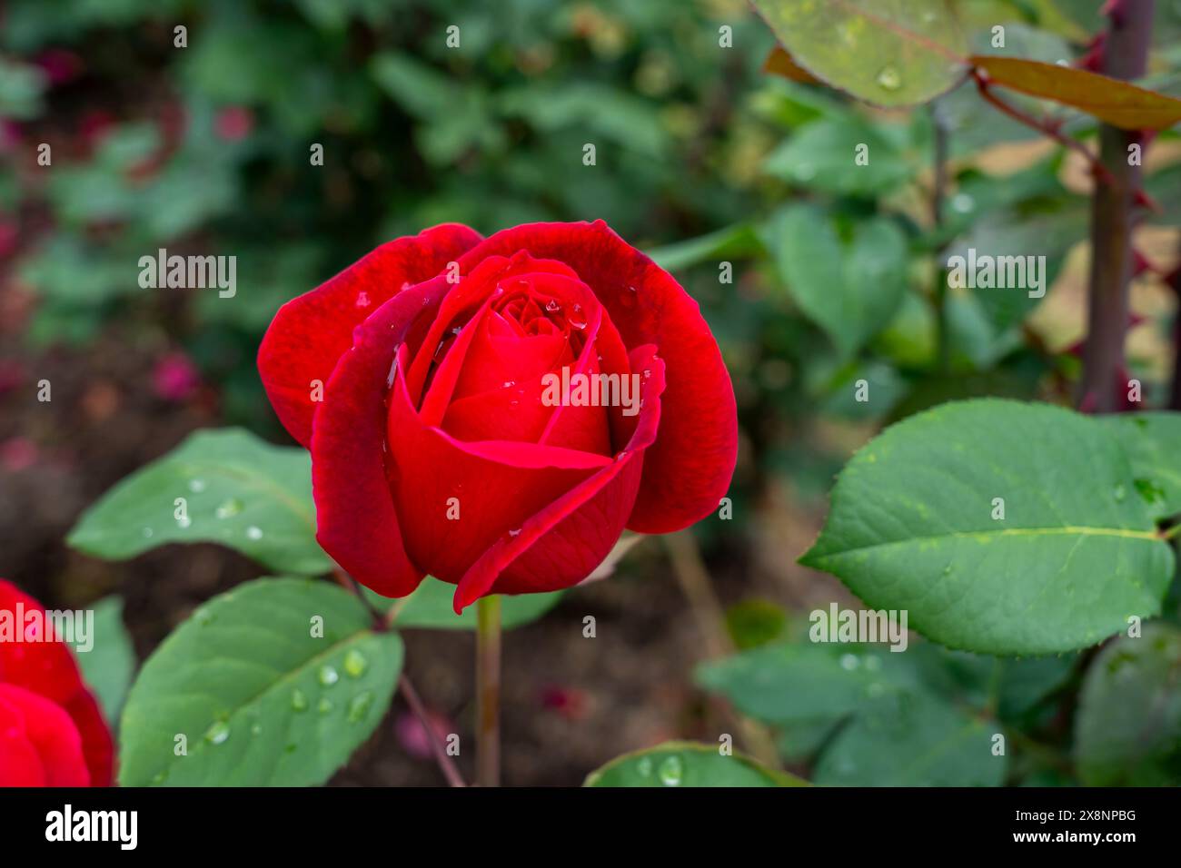 Hybrid tea rose mister lincoln hi-res stock photography and images - Alamy