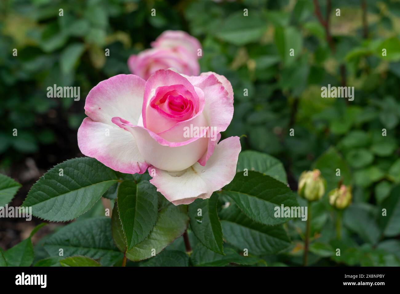 Rosa moonstone hi-res stock photography and images - Alamy