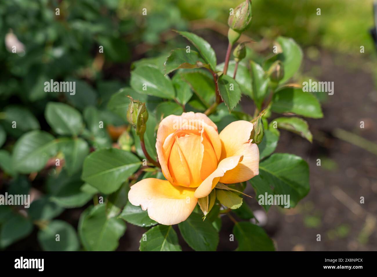 A Dame Judi Dench Rose flower growing in the garden. United States ...