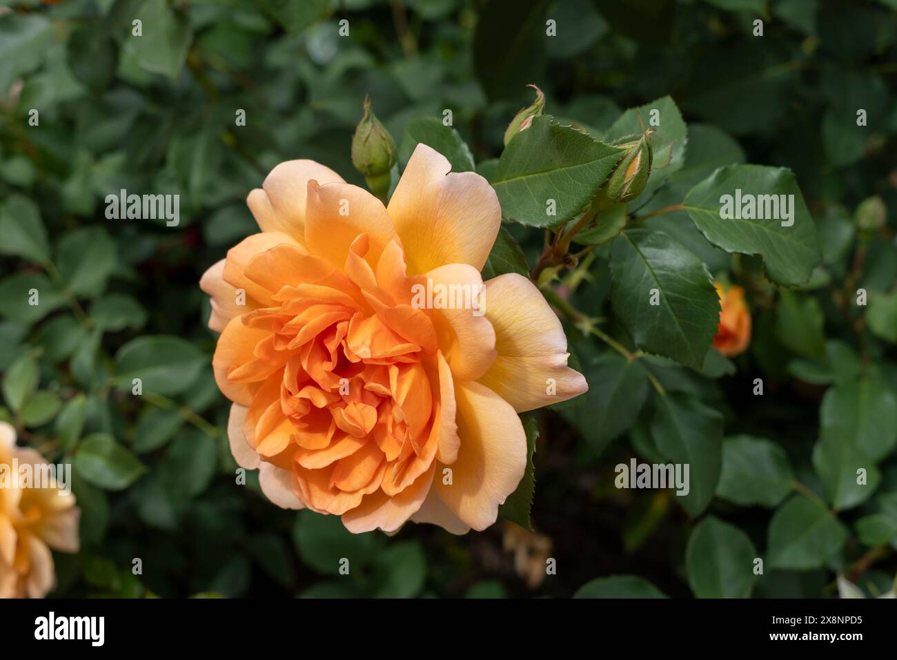 A Dame Judi Dench Rose flower growing in the garden. United States ...