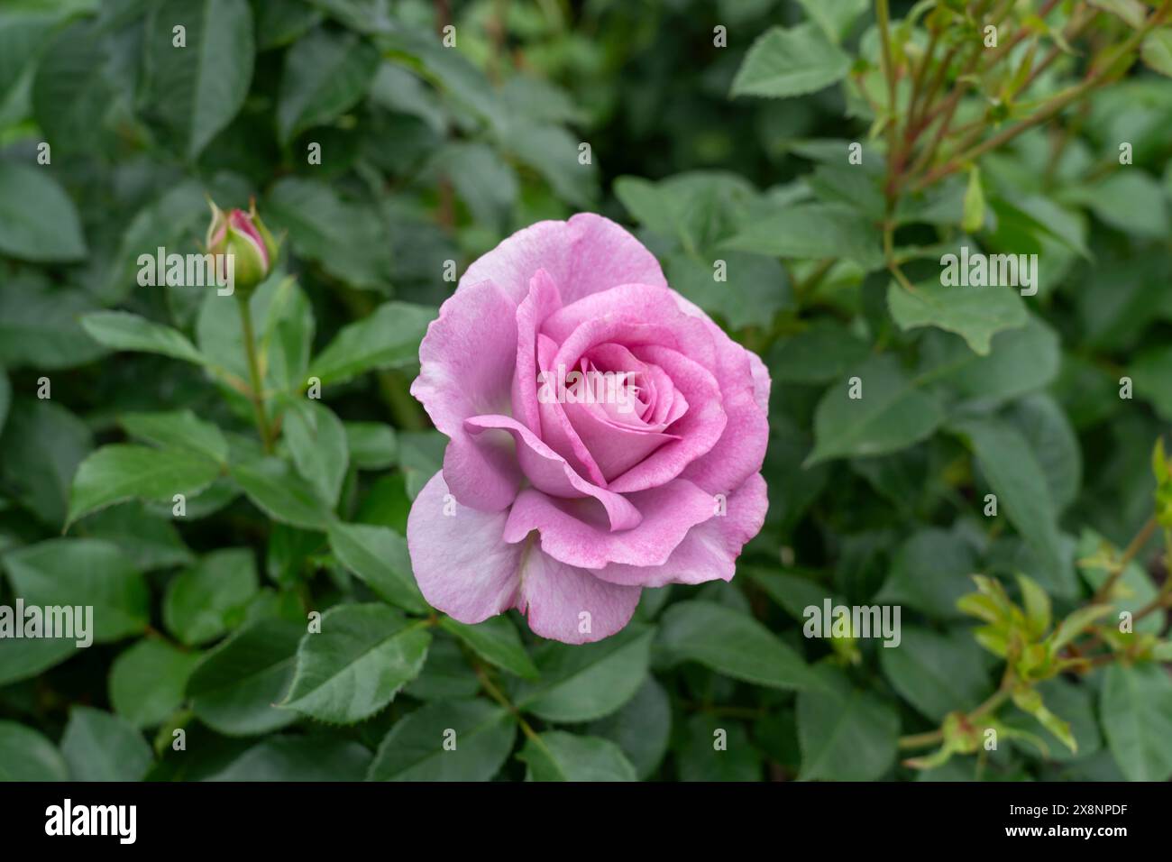 Violet's Pride Rose flowers in a garden. United States Stock Photo - Alamy