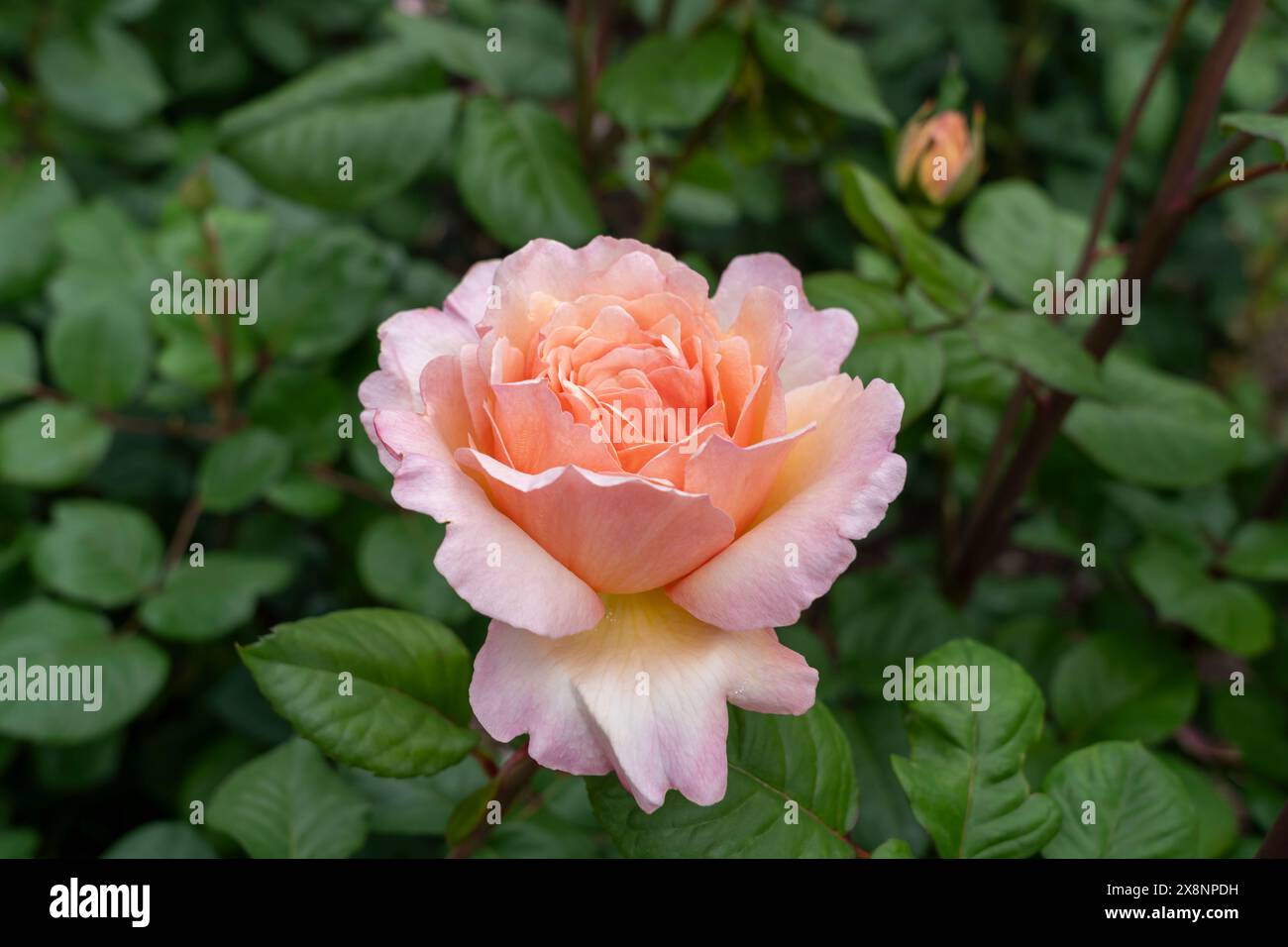 Princesse charlene de monaco rose hi-res stock photography and images ...