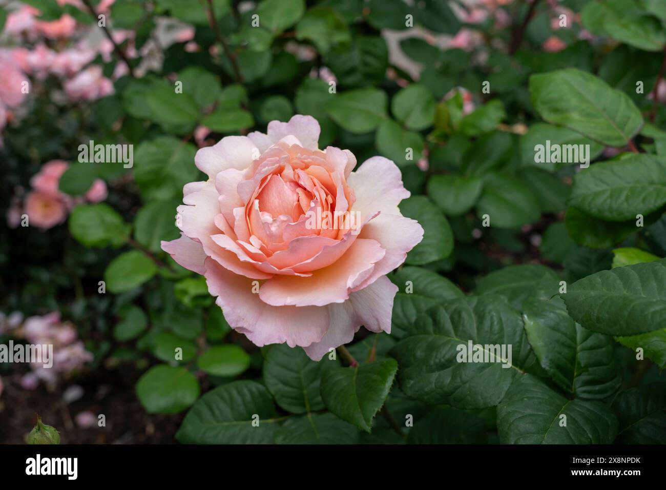 A Princesse Charlene de Monaco (Rosa 'Duftjuwel') Rose flower growing ...