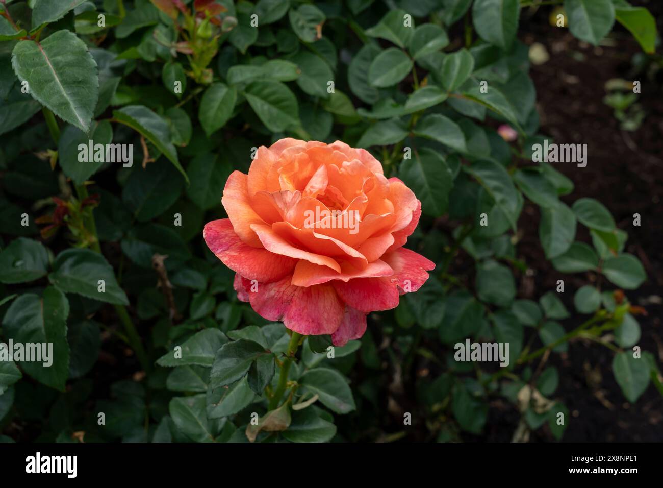 An Easy Does It Rose flower growing in the garden. United States Stock ...
