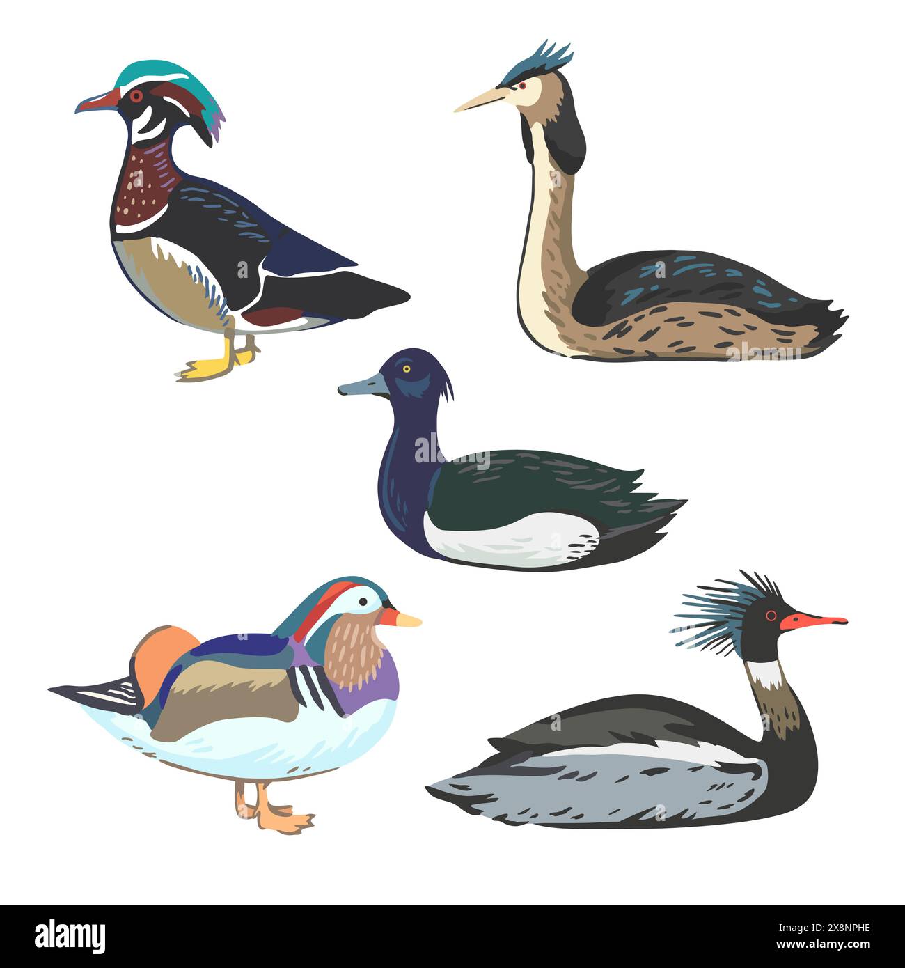 Set of various waterfowl, different types of ducks and grebe. Vector elements isolated on white ...
